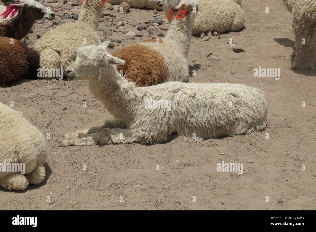 Alpaca animal in Peru fur type fluffy white furry sitting sun sunning ...