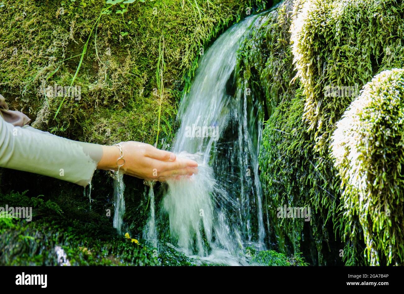 mountain spring water from which a forest stream originates, drinking ...
