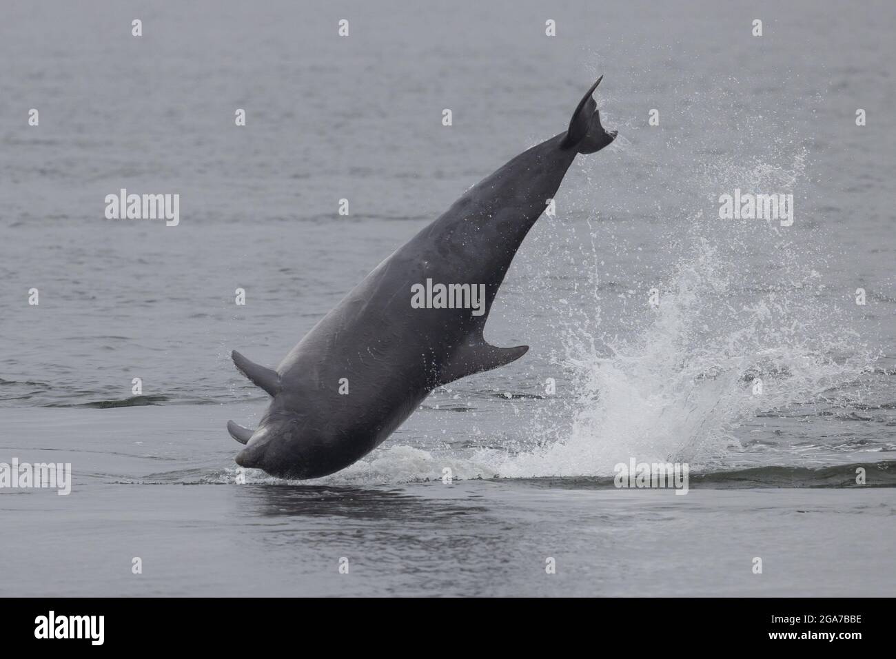 Bottlenose dolphin. Moray Firth, Scotland Stock Photo - Alamy