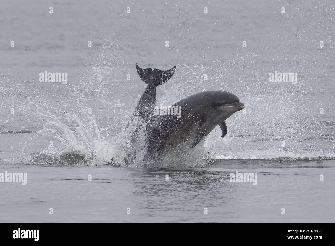 Dolphin watching fortrose hi-res stock photography and images - Alamy