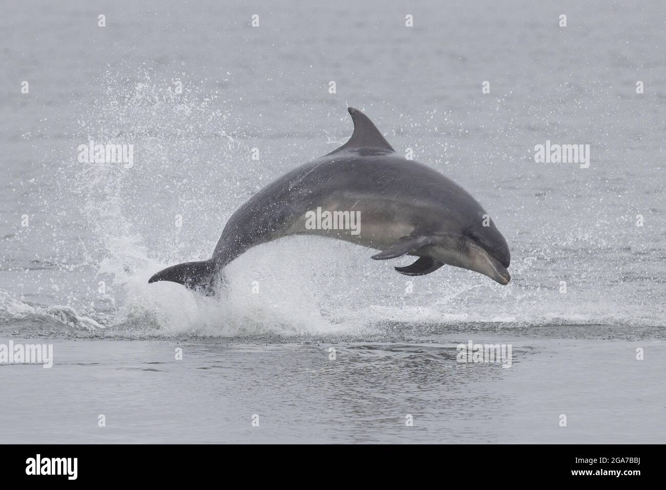 Dolphin watching fortrose hi-res stock photography and images - Alamy