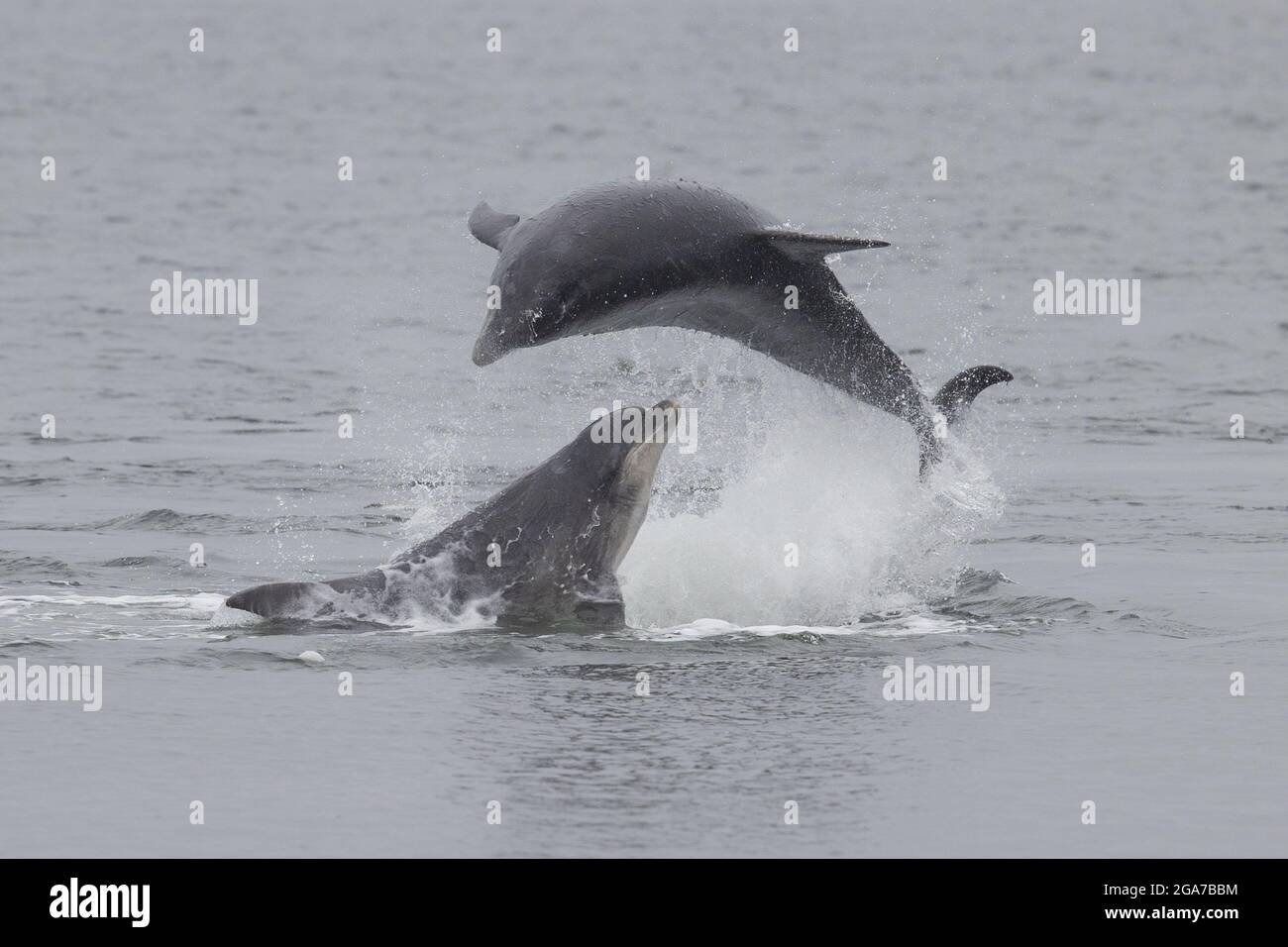 Dolphin watching moray firth hi-res stock photography and images - Alamy