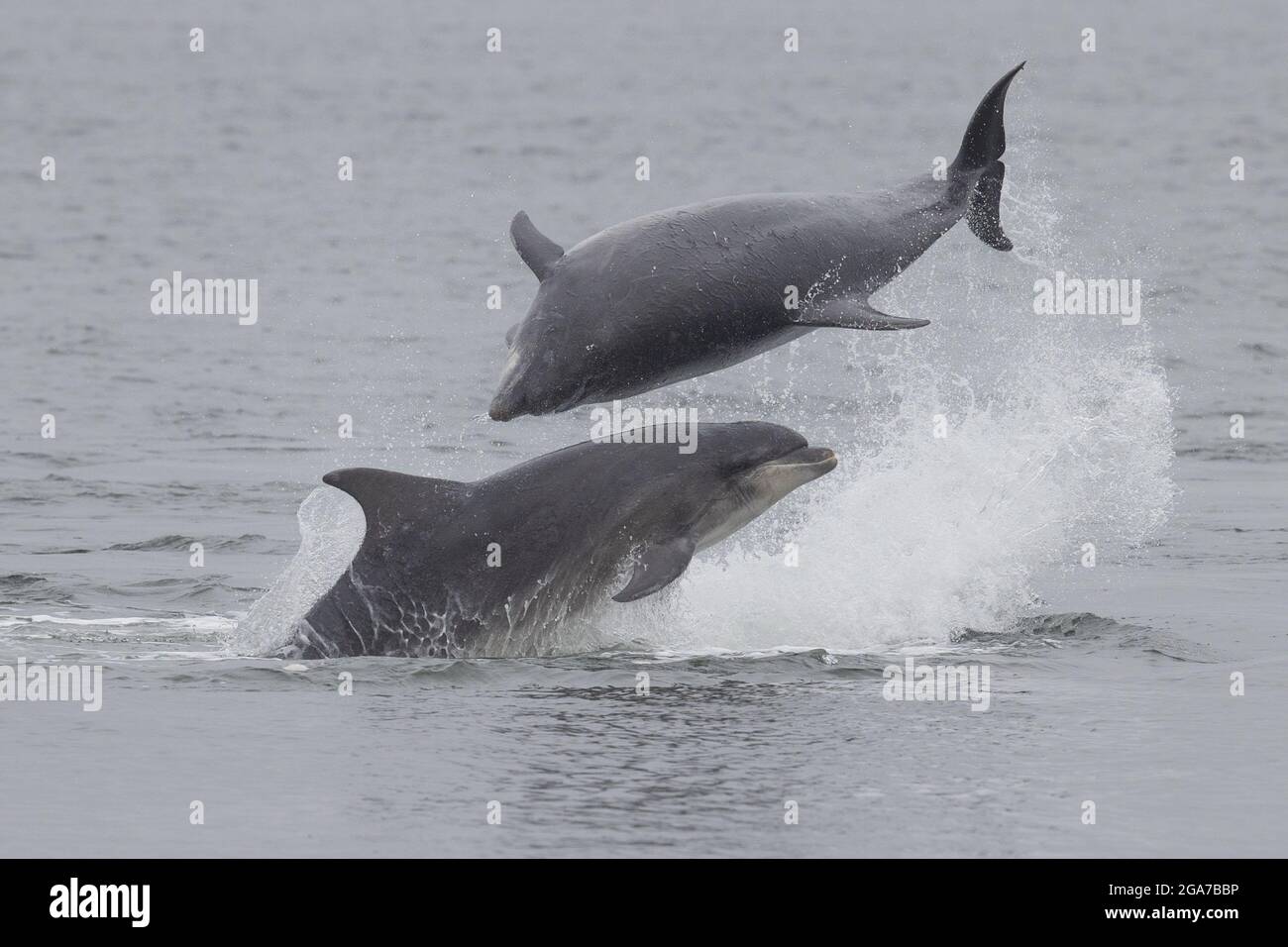 Dolphin watching fortrose hi-res stock photography and images - Alamy