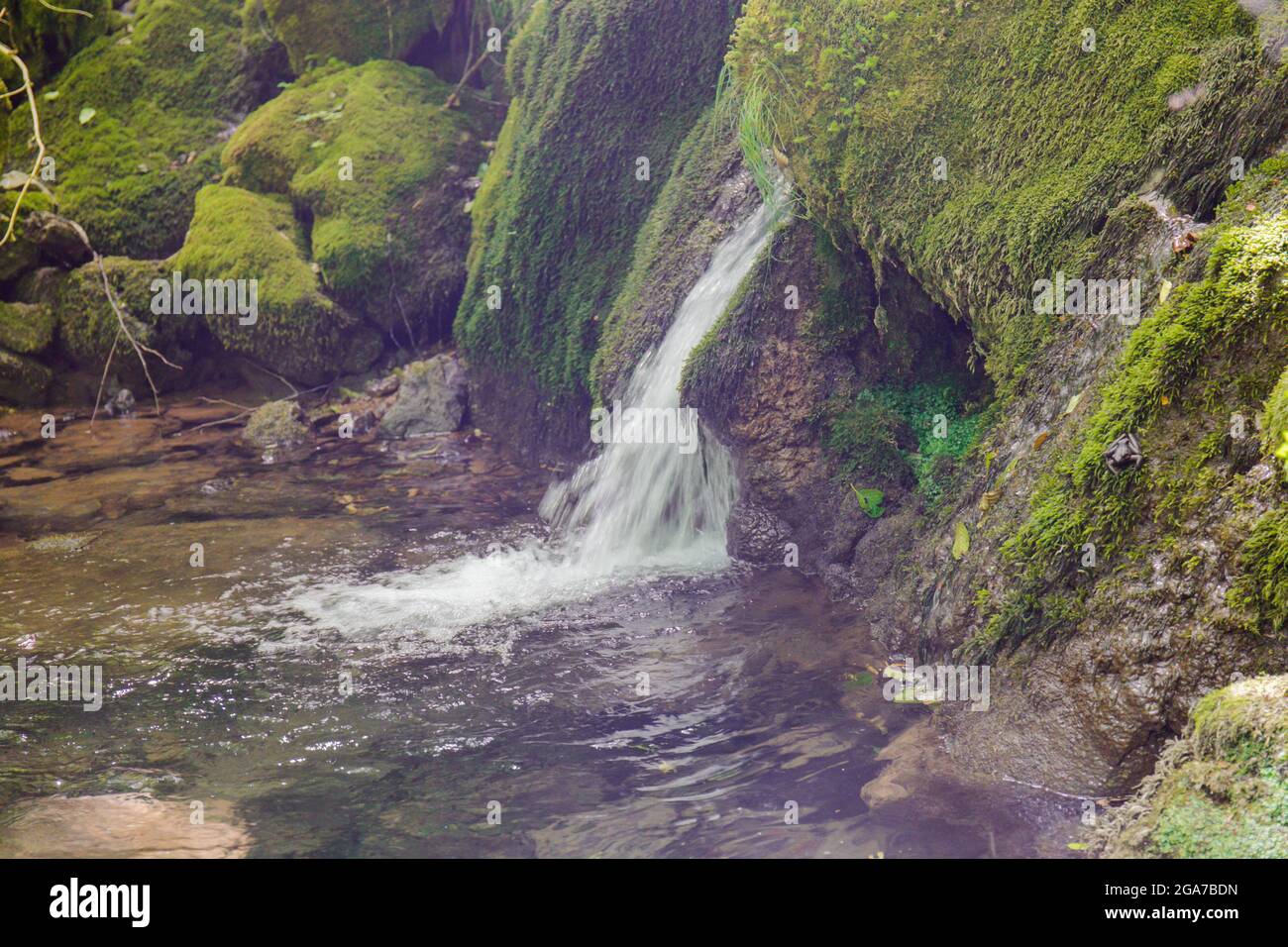 mountain spring water from which a forest stream originates, drinking ...