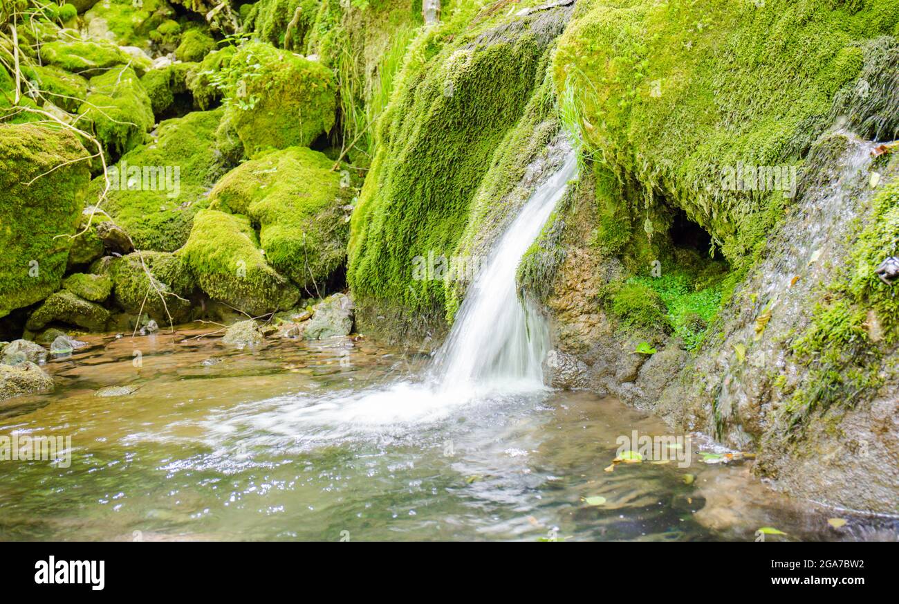 mountain spring water from which a forest stream originates, drinking ...