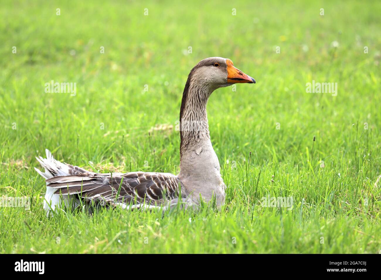 Gray goose farm bird isolated hi-res stock photography and images - Alamy