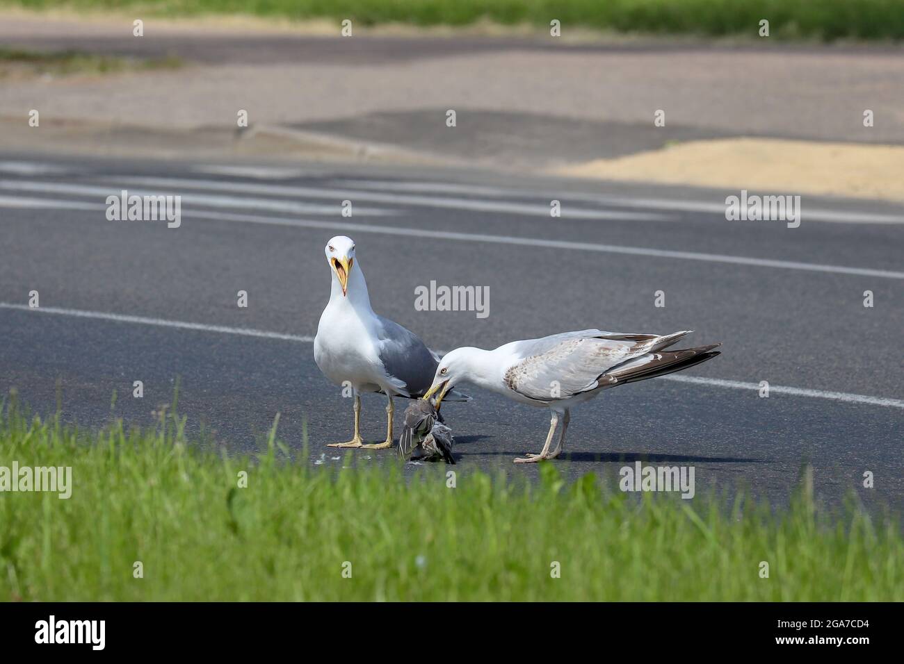 Bird hit by car hi-res stock photography and images - Alamy