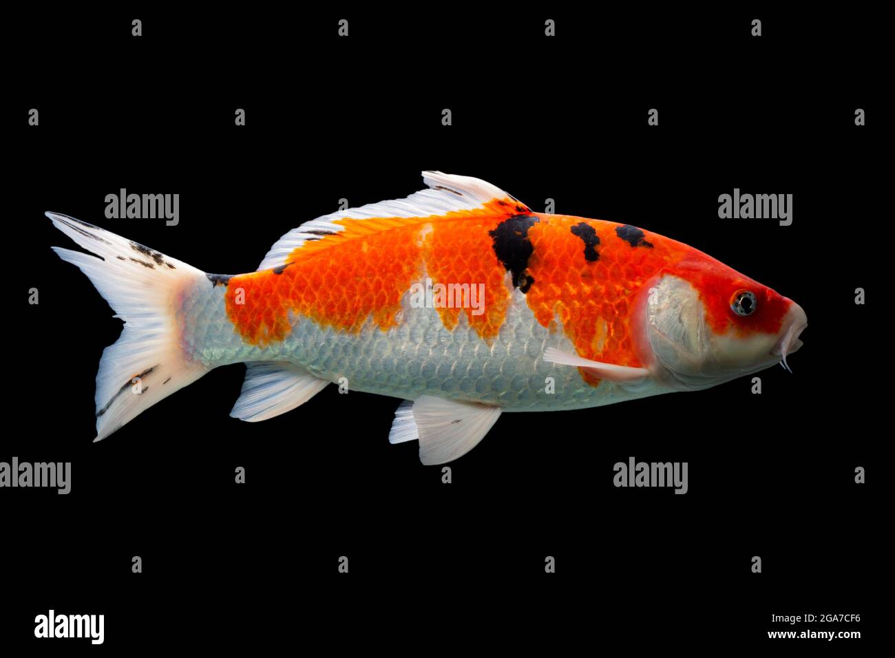 Koi fish Gold isolated on black background Stock Photo - Alamy
