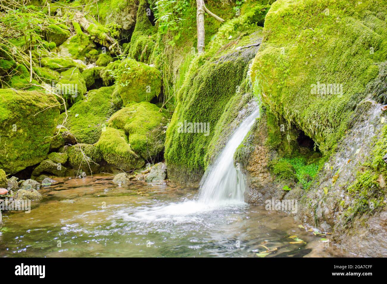 mountain spring water from which a forest stream originates, drinking ...
