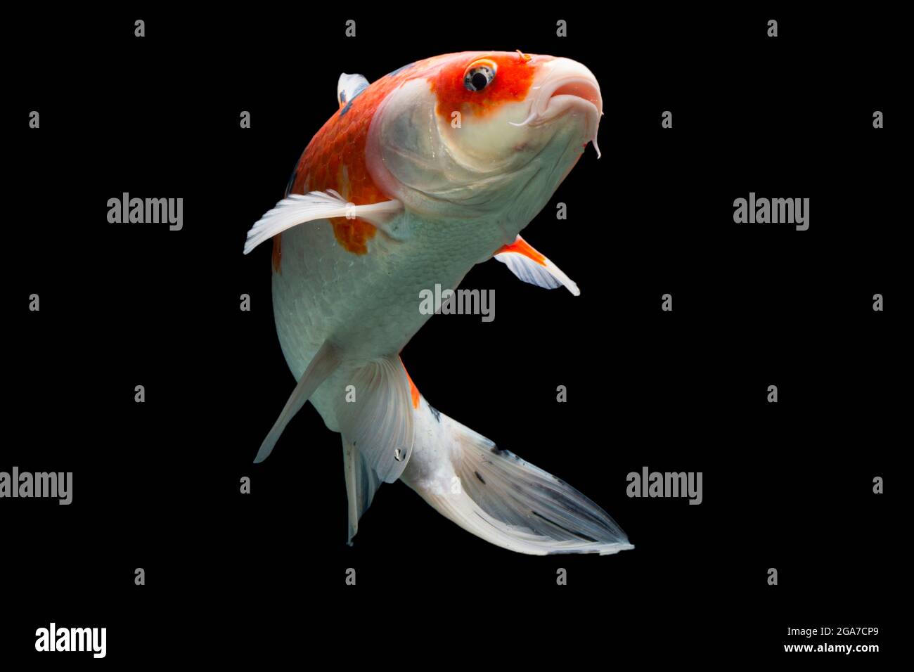 Koi fish Gold isolated on black background Stock Photo - Alamy