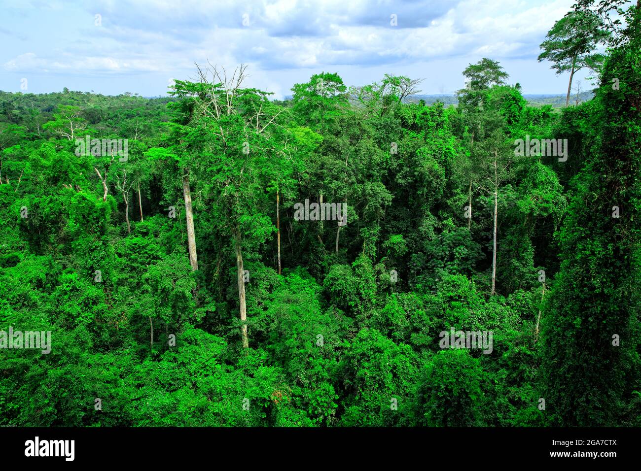 Kakum national park, ghana hi-res stock photography and images - Alamy