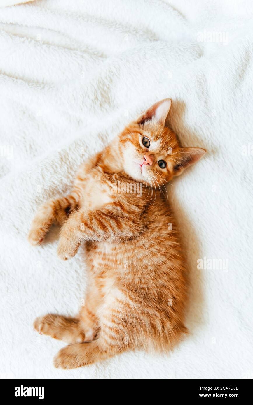 Cute ginger kitten looks at camera Stock Photo - Alamy