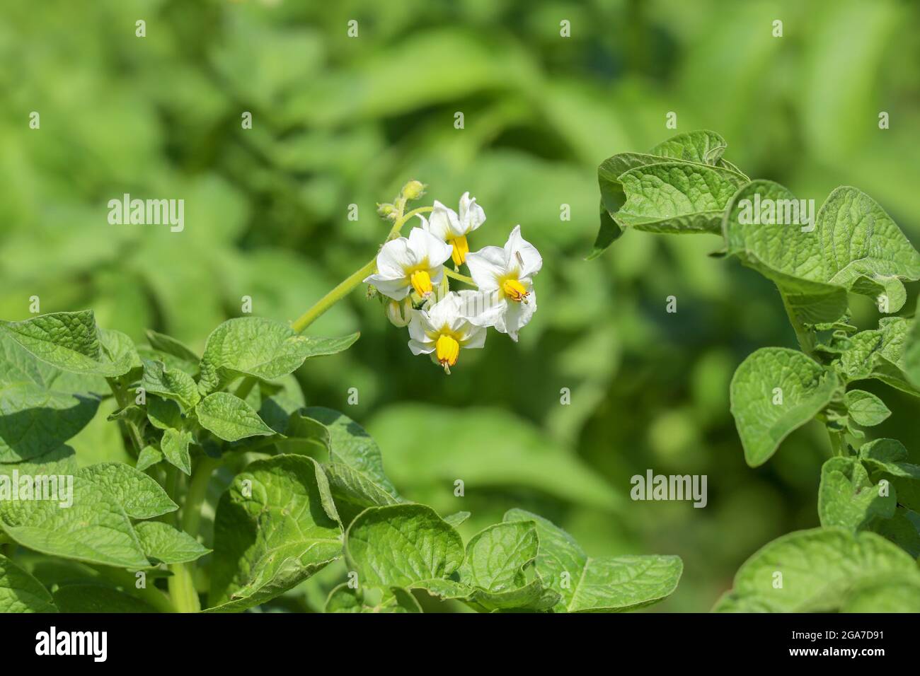 White flowers of blooming potato plant. Beautiful white and yellow ...