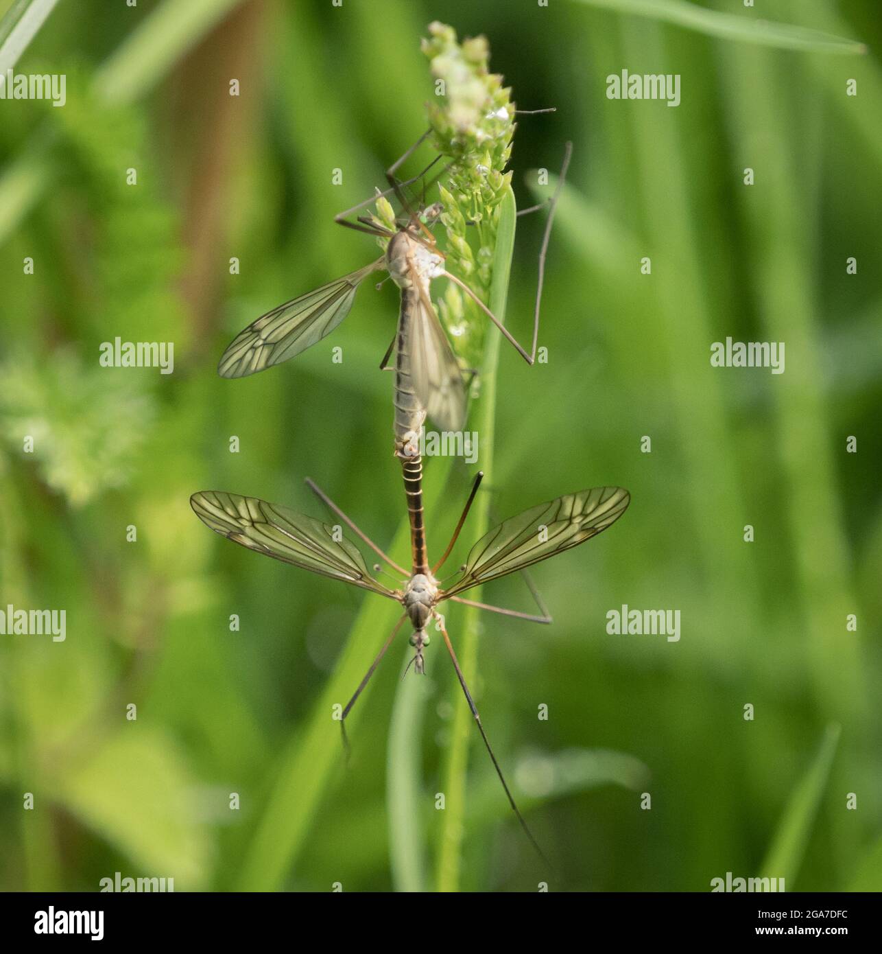 Two dragonflies on flower hi-res stock photography and images - Alamy