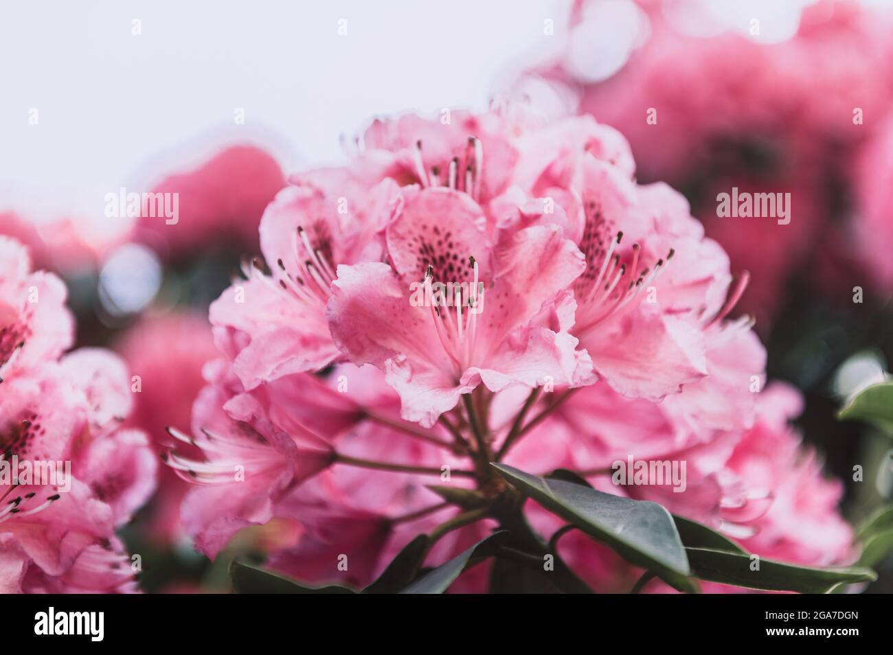 Shrubs Pink Rhododendron Shrub High Resolution Stock Photography and ...