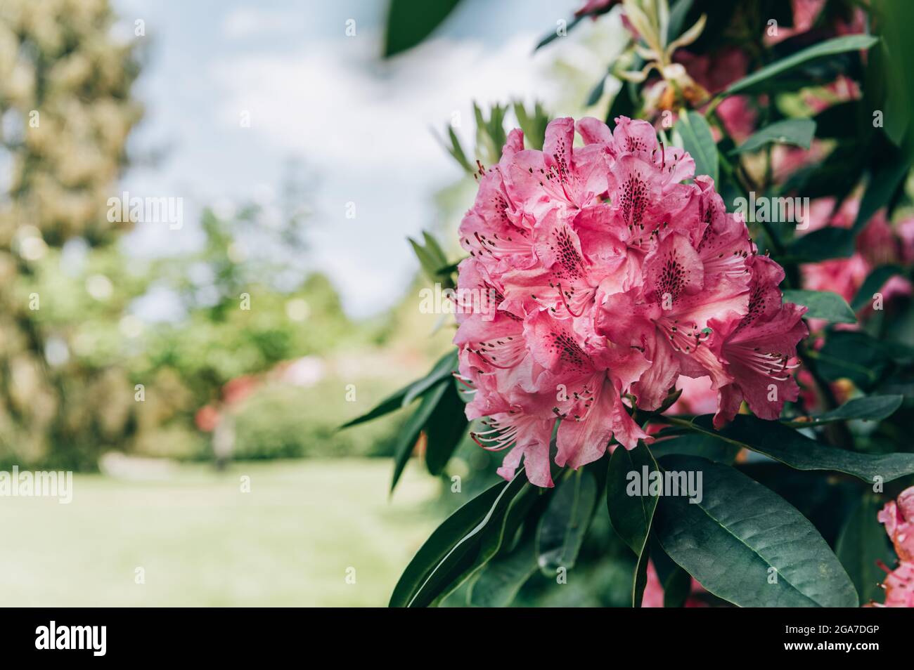 Shrubs Pink Rhododendron Shrub High Resolution Stock Photography and ...