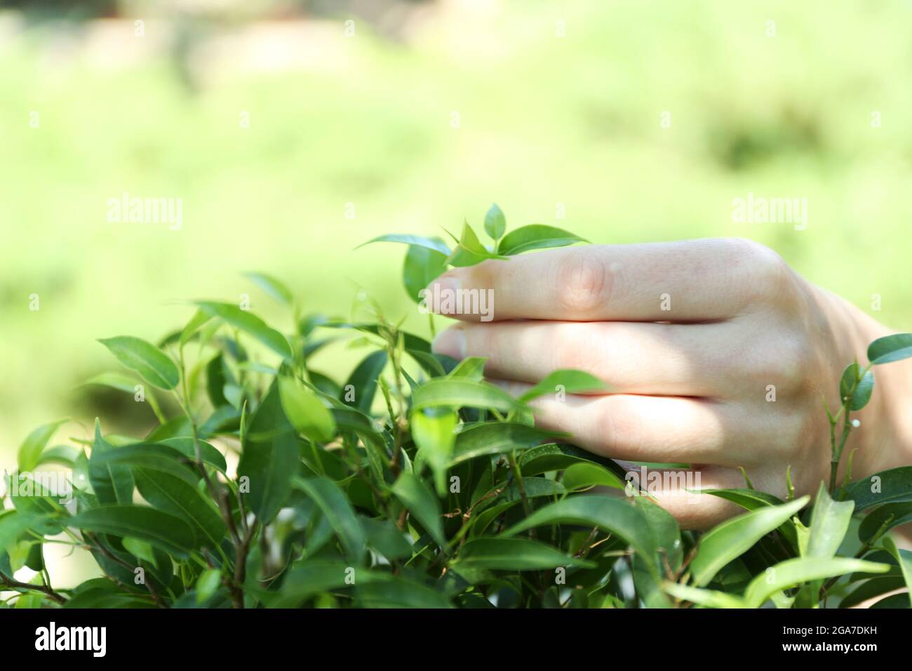 Hand plucking tea leaf, outdoors Stock Photo - Alamy
