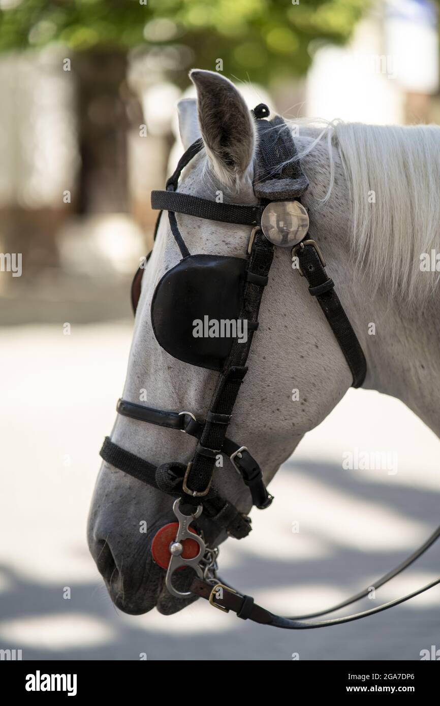 Vertical closeup of a white harnessed horse Stock Photo - Alamy