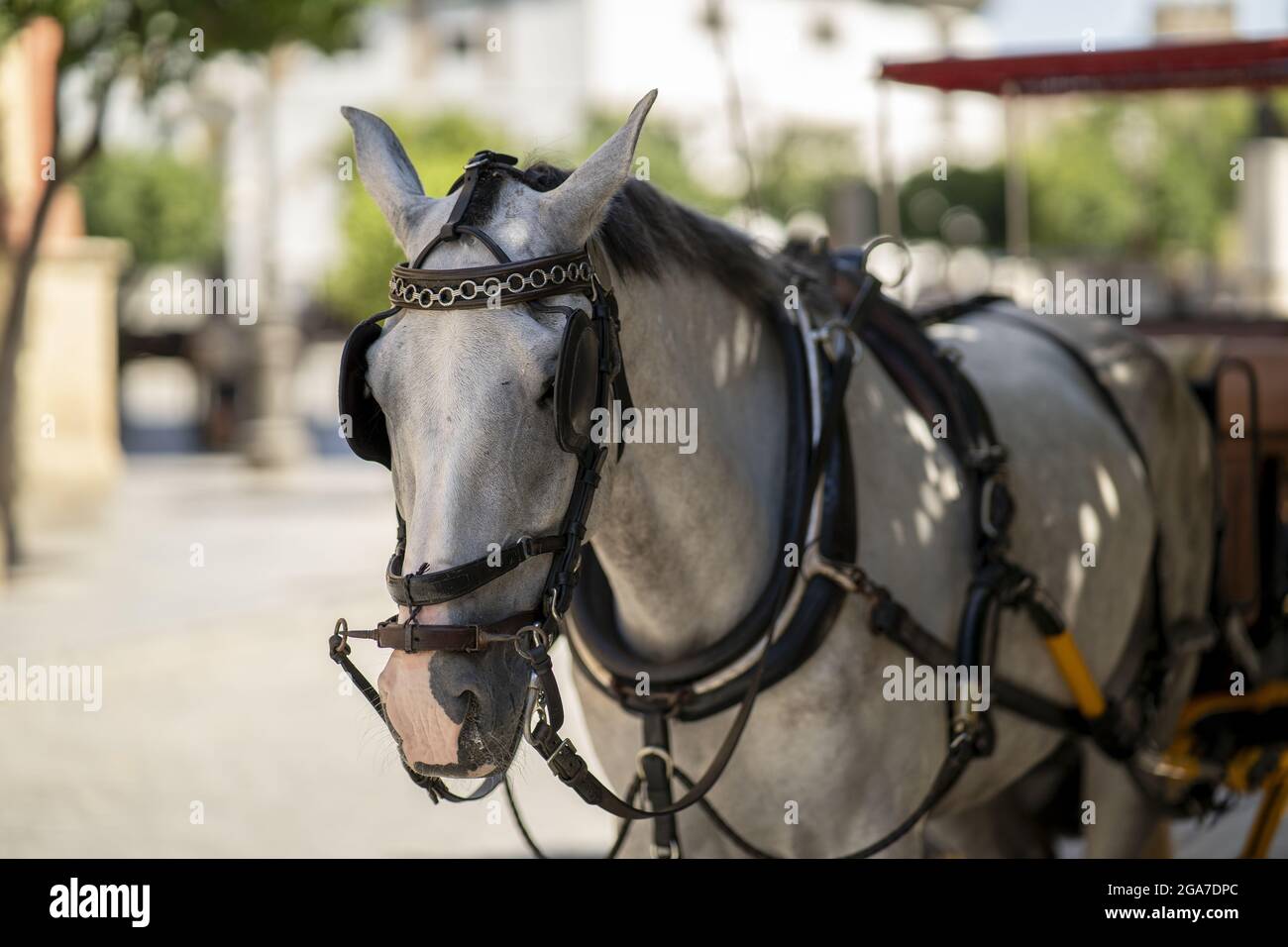 White horse harnessed hi-res stock photography and images - Alamy