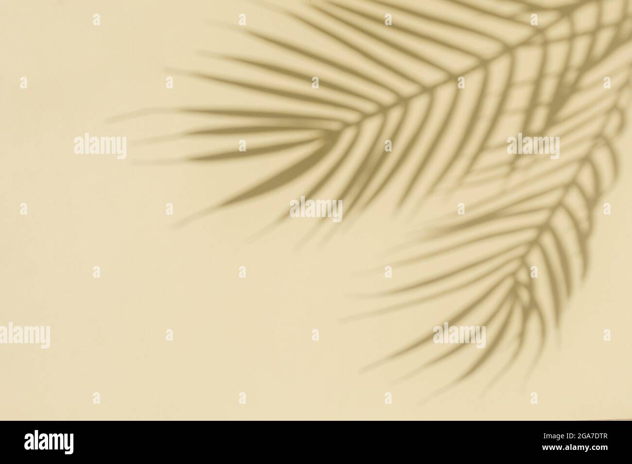 Silhouette and shadow curve of two branches of palm tree from sunlight ...