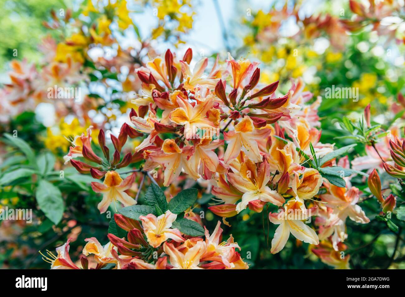 Shrubs in bloom of Orange Japanese Rhododendron Stock Photo - Alamy