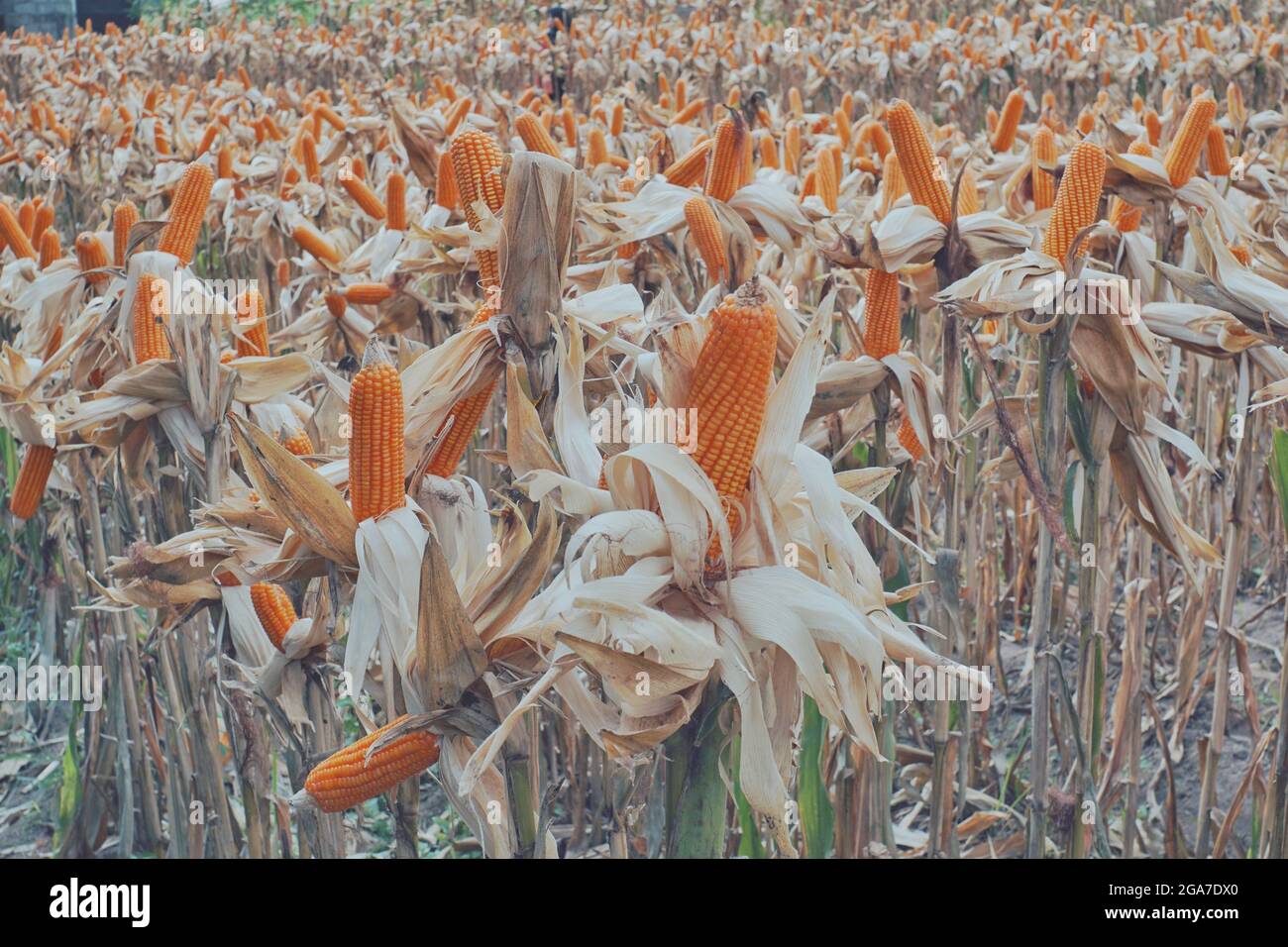 Dry cornfield in a rural area Stock Photo - Alamy