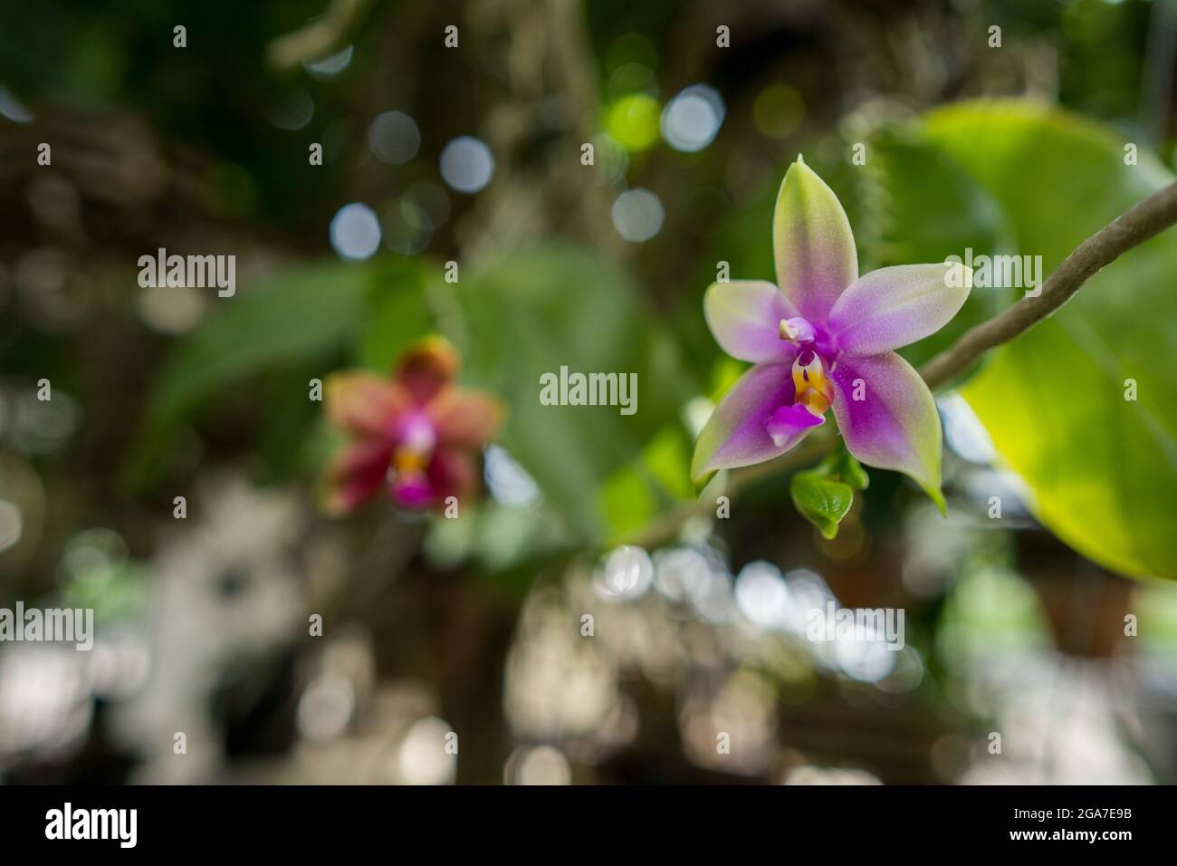 Closeupof a beautiful purple Phalaenopsis bellina flower Stock Photo ...
