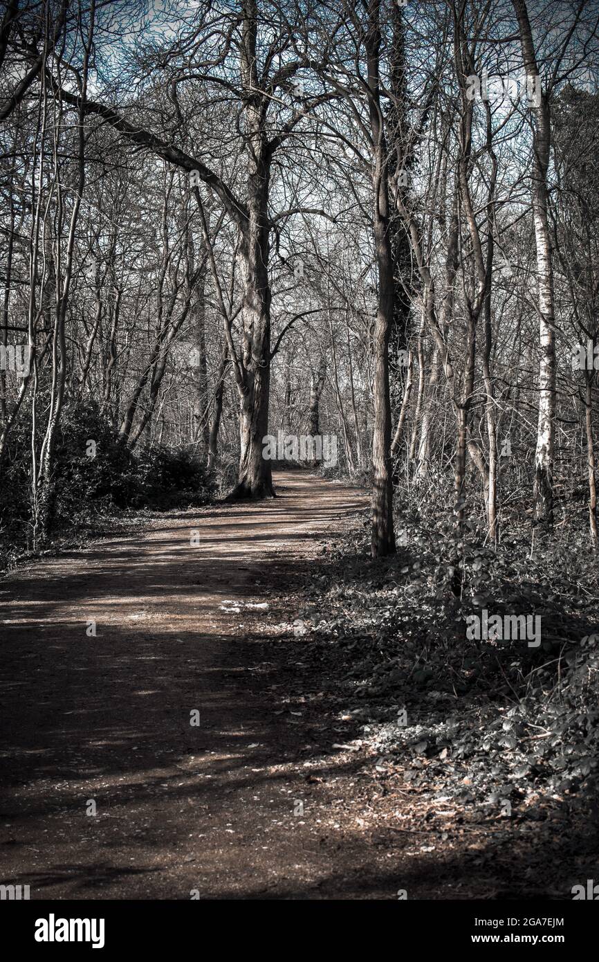 Solemn walk in the woods Stock Photo - Alamy