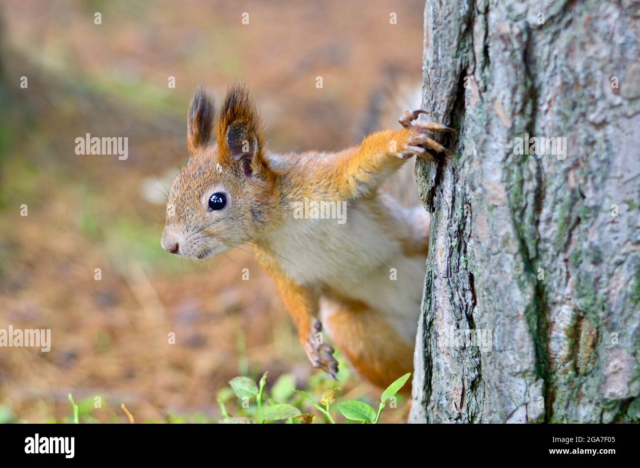 A red squirrel peeks out from behind a tree Stock Photo - Alamy