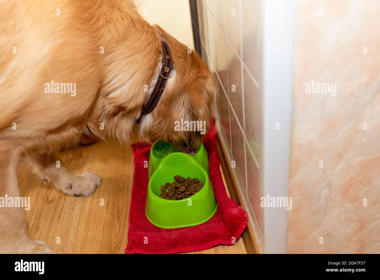 Cheerful golden retriever labrador enjoying breakfast.Adorable dog with ...