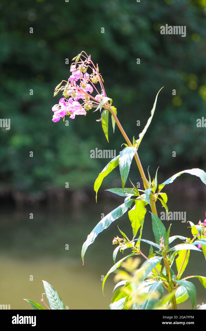 Himalayan Balsam (Impatiens glandulifera), A non-native invasive plant ...