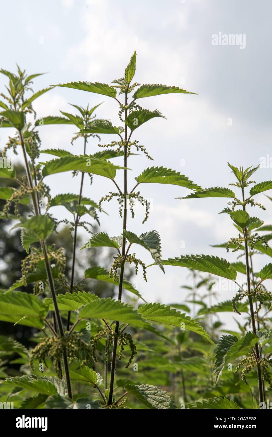 Urtica dioica, often known as common nettle, stinging nettle or nettle ...