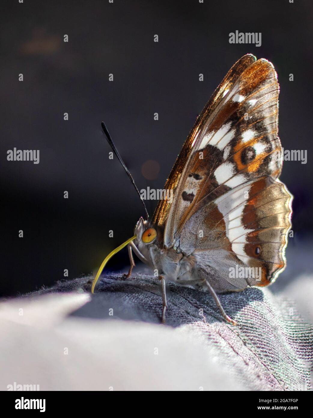 Butterfly eye hi-res stock photography and images - Alamy