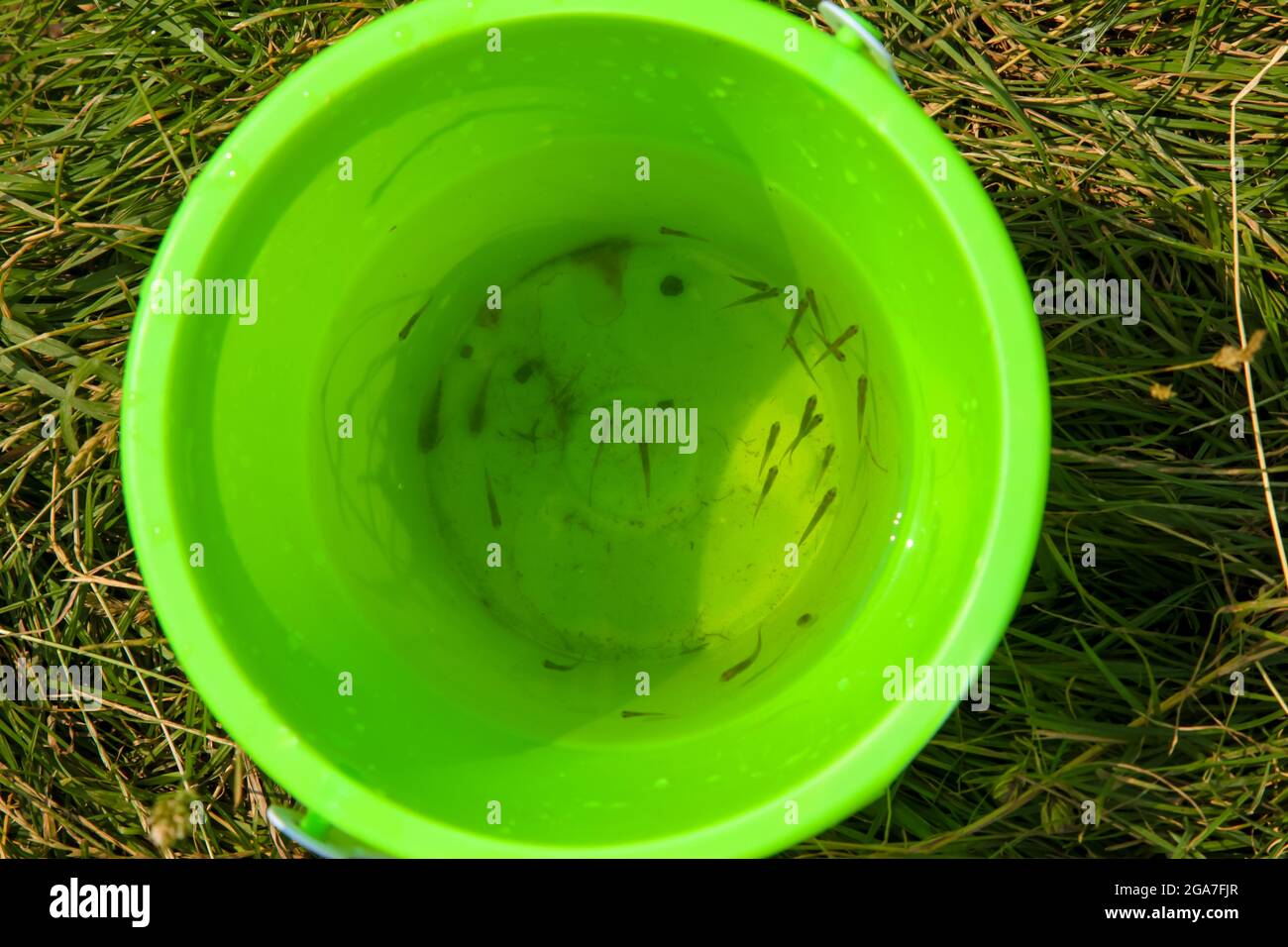 Catching little fish from river in a yellow bucket at river Mole ...