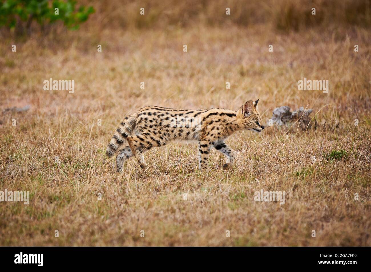 Serval cub (Leptailurus serval), Serengeti National Park, Tanzania ...