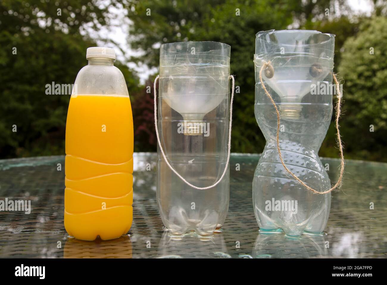 Wasp Traps made from plastic bottles to catch wasps for scientific ...