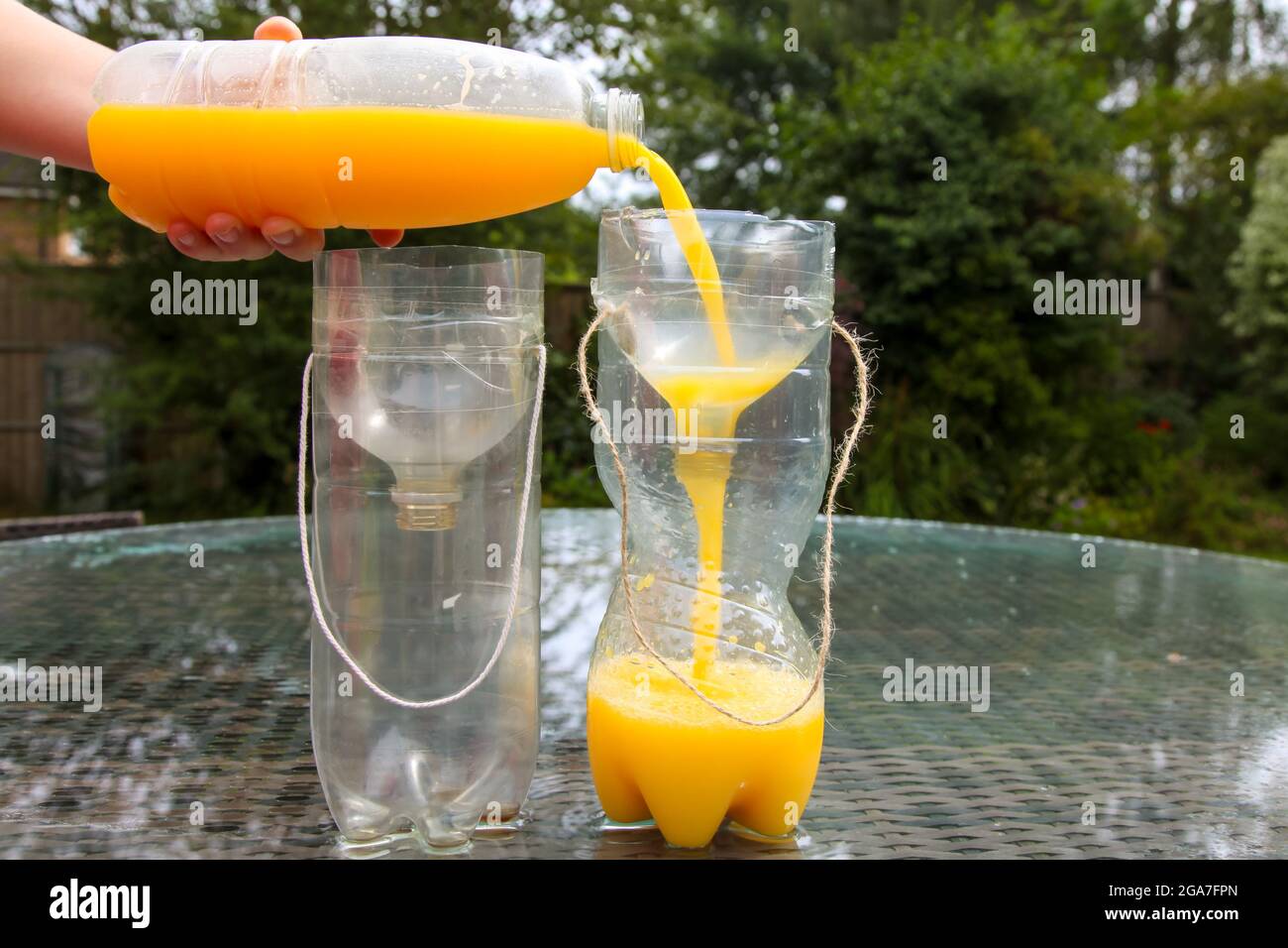Filling wasp traps made from plastic bottles with orange juice to catch ...