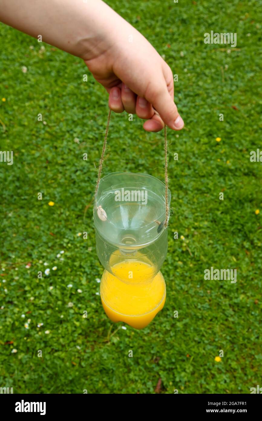 Wasp Traps made from plastic bottles to catch wasps for scientific ...