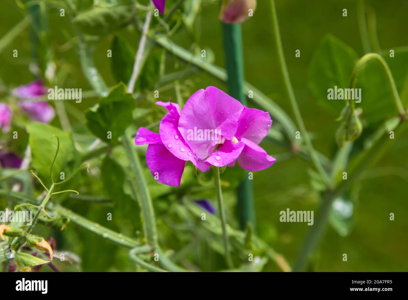 Sweet Pea (Lathyrus odoratus) flowers growing in English garden, Surrey ...