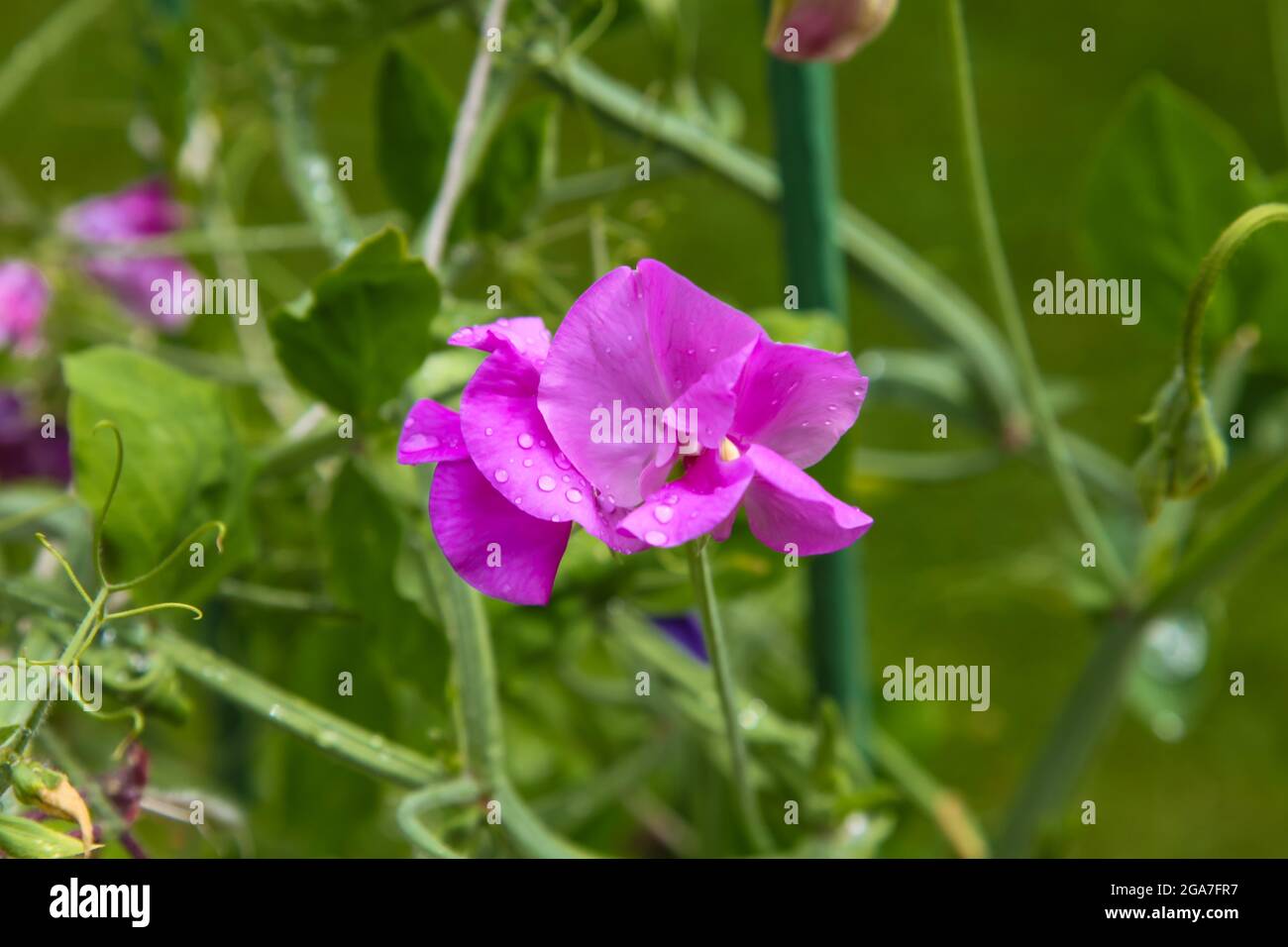 Sweet Pea (Lathyrus odoratus) flowers growing in English garden, Surrey ...