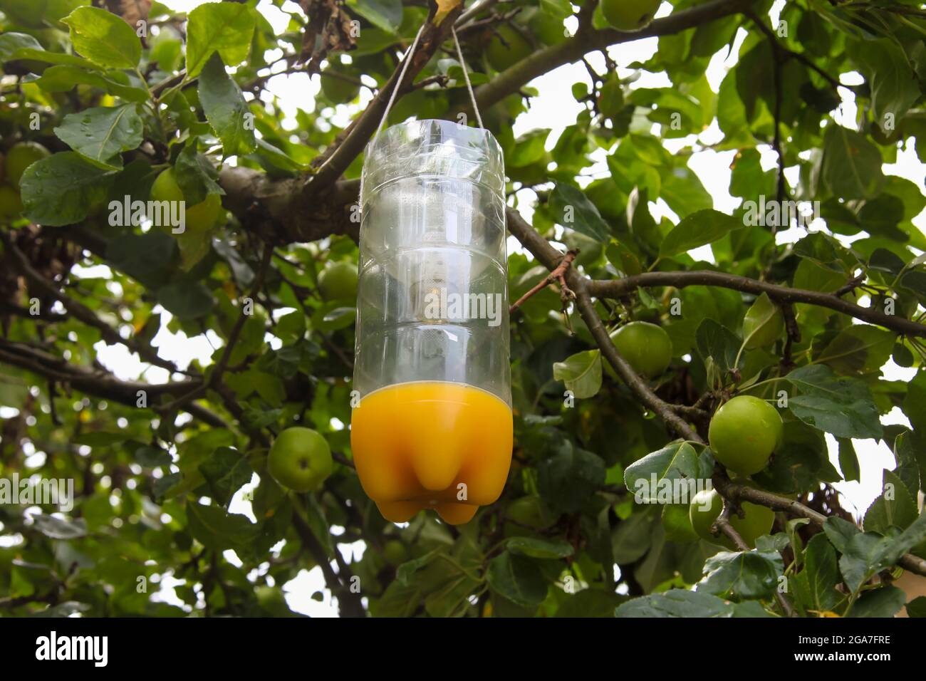 Wasp trap hanging from apple tree branch made from plastic bottles to ...