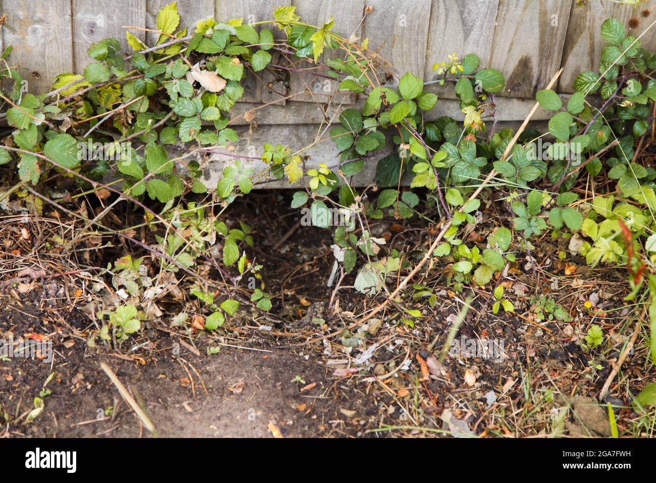 Fox hole dug under a fence in English garden, summer, July 2021, Surrey ...