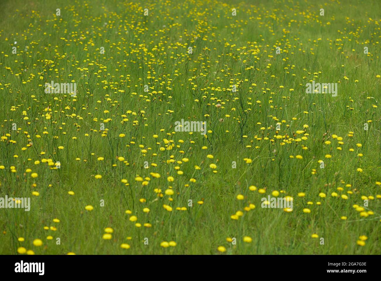 Wild flora, flowers in spring in the Pampas landscape, La Pampa ...