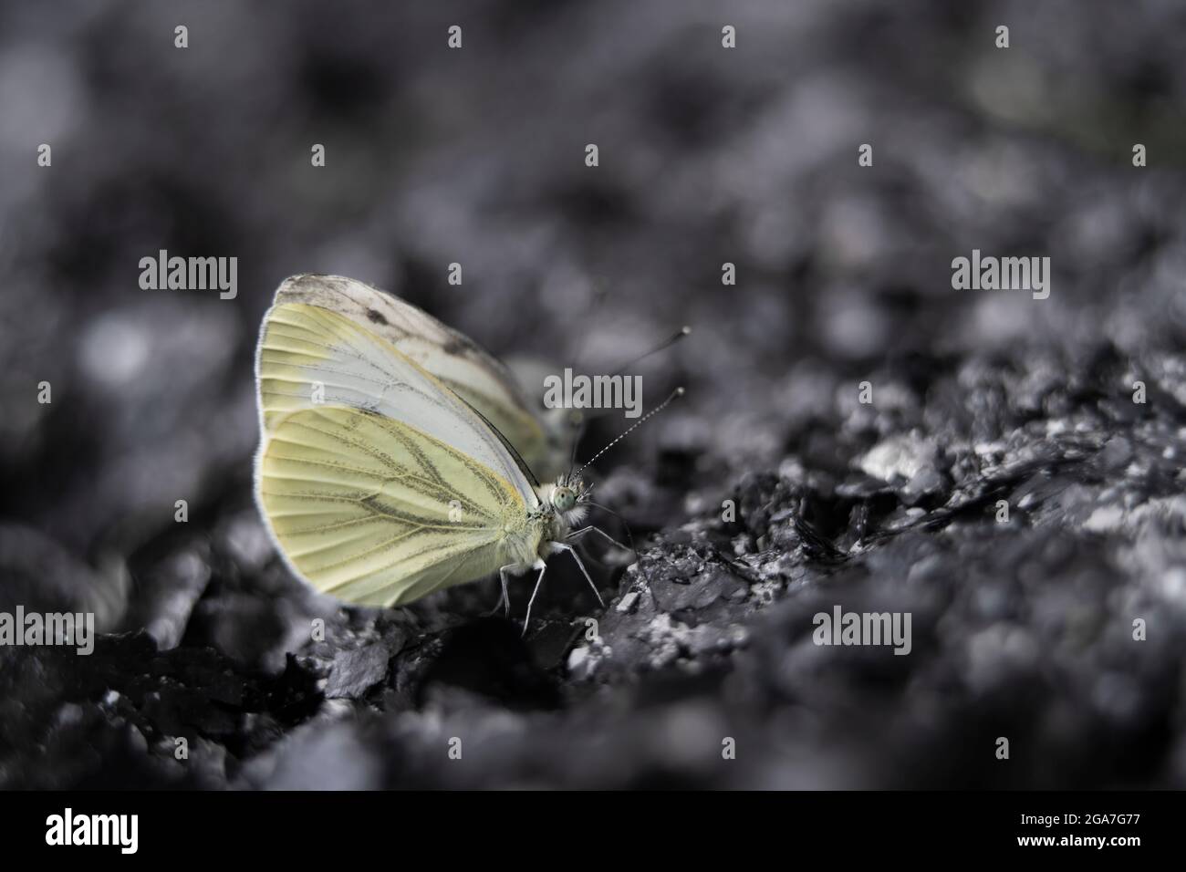 Common ground graphics hi-res stock photography and images - Alamy