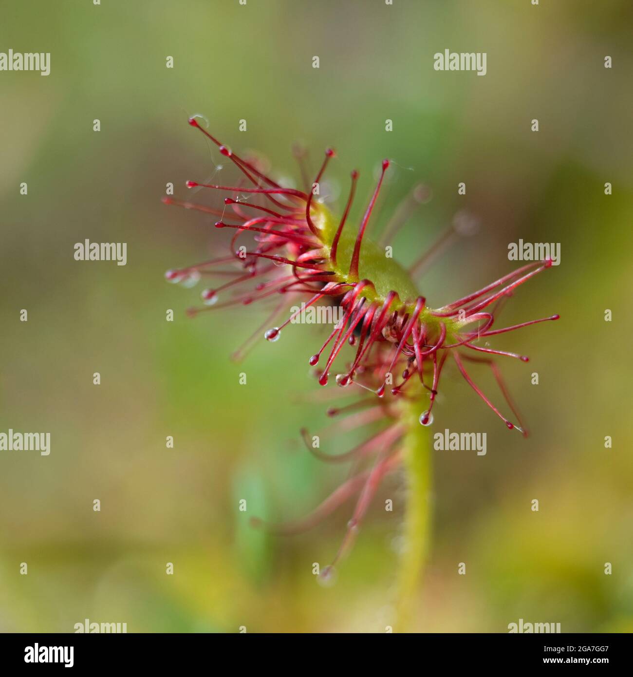 A sundew is digesting insects, Tver region, Russia Stock Photo - Alamy
