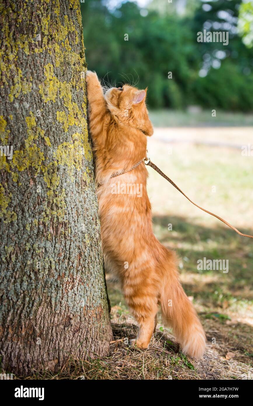 Sharpen claws cat hi-res stock photography and images - Alamy