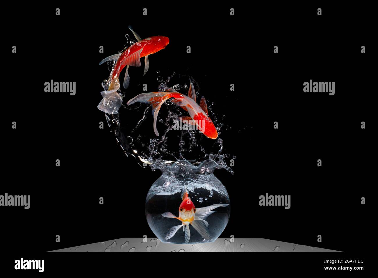Fish That Jump High Resolution Stock Photography and Images - Alamy