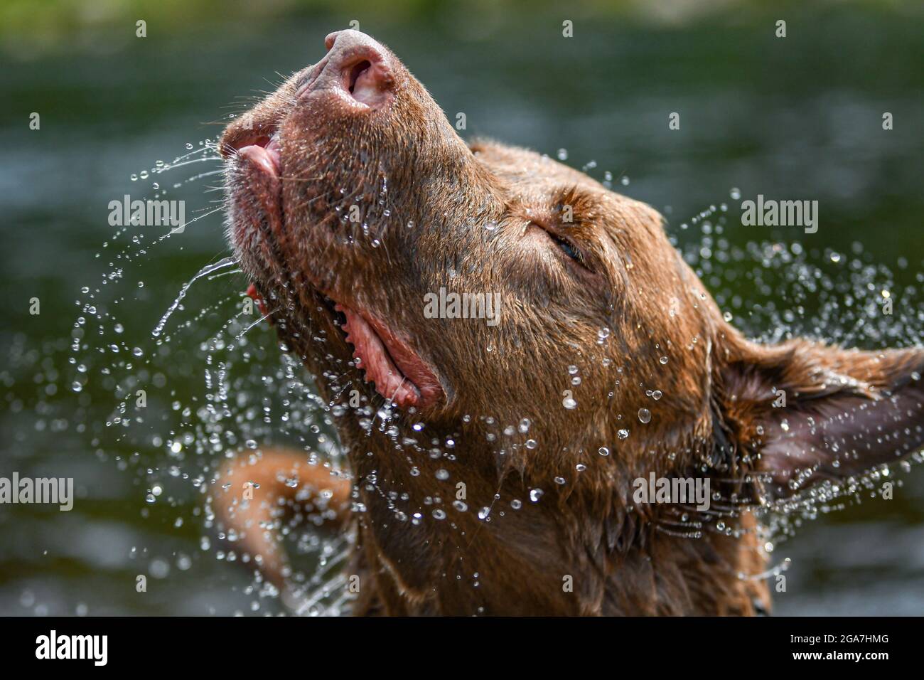 Why Do Dogs Shake Their Body When Wet at Russell Chau blog