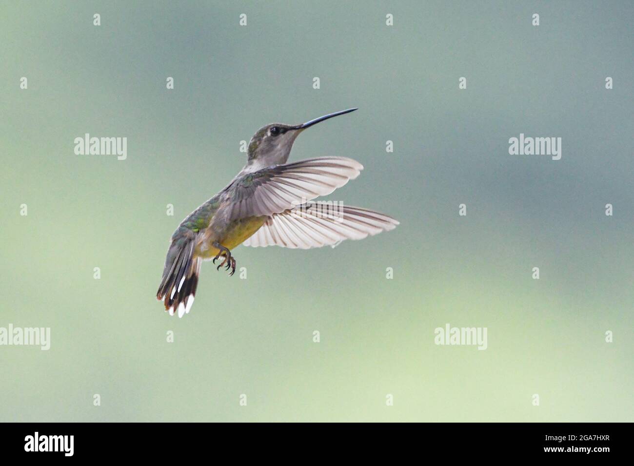 Hummingbird east coast hi-res stock photography and images - Alamy