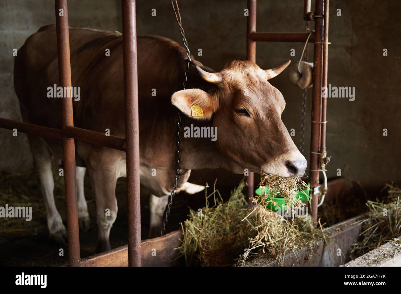Cow eats hay from a feeder on a farm Stock Photo - Alamy